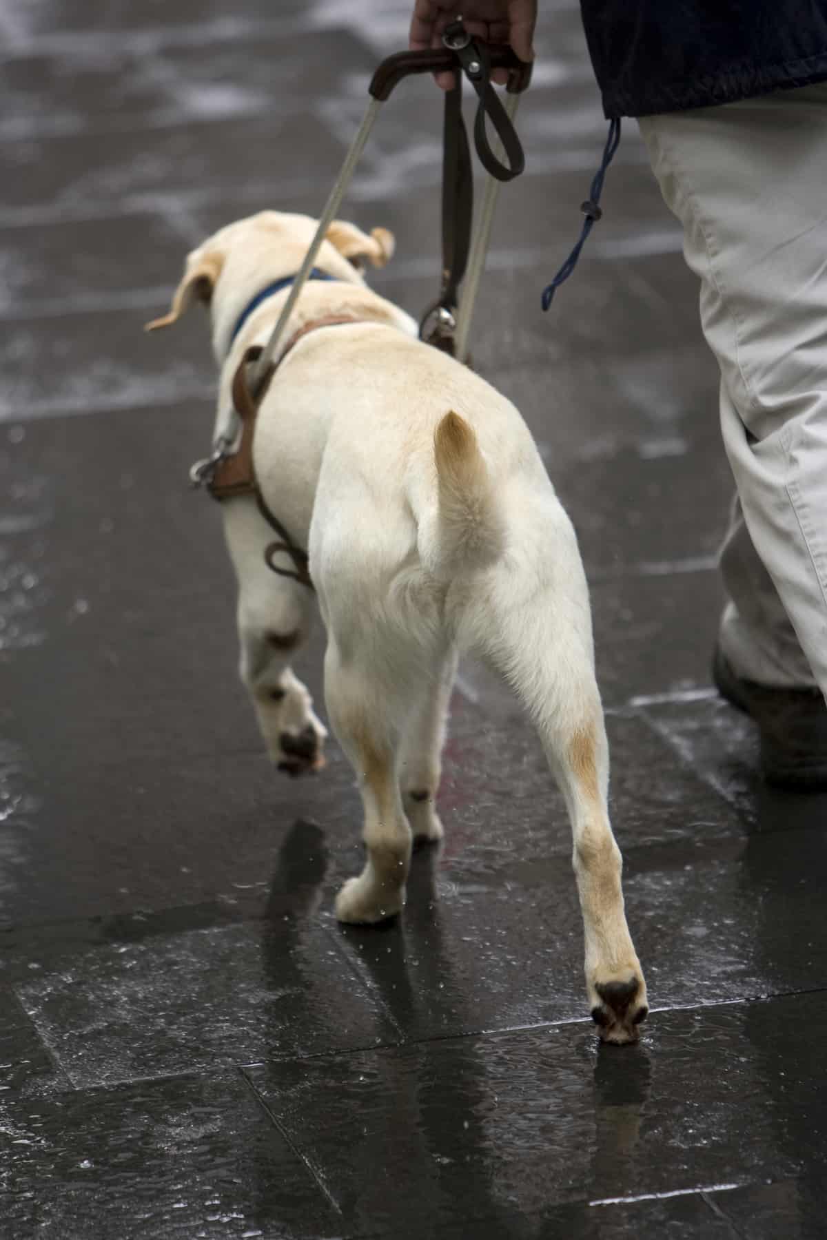Guide dog view from behind walking on rainy sidewalk - Rooted in Rights